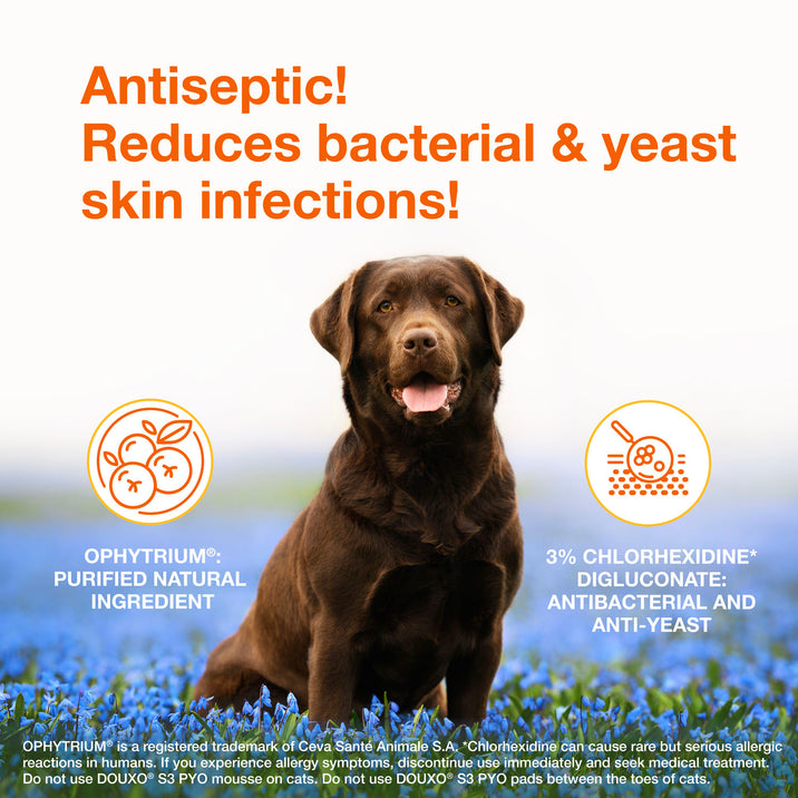 DOUXO® S3 PYO Mousse - Antiseptic Leave-on Mousse for Dogs